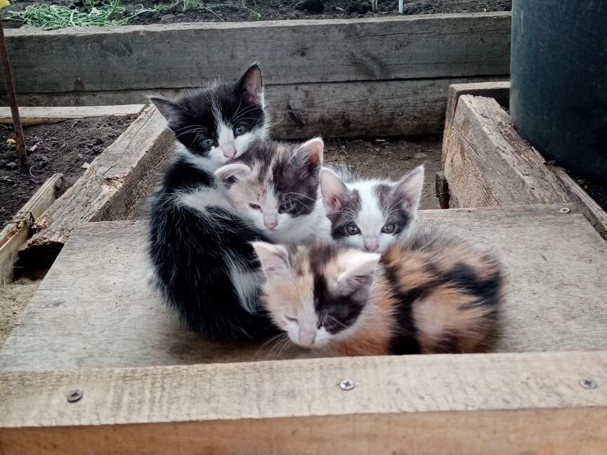 Котята в добрые руки