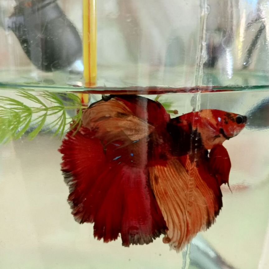 Петушок рыбка кои