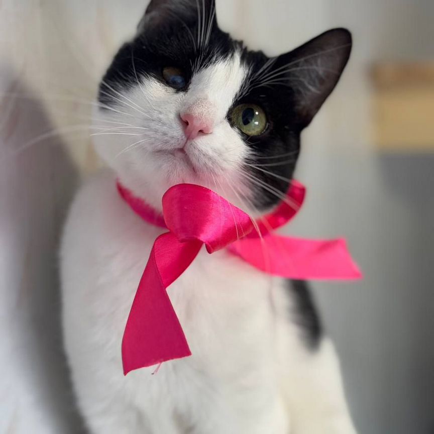 Красивая кошечка Джулия ждет вас в приюте