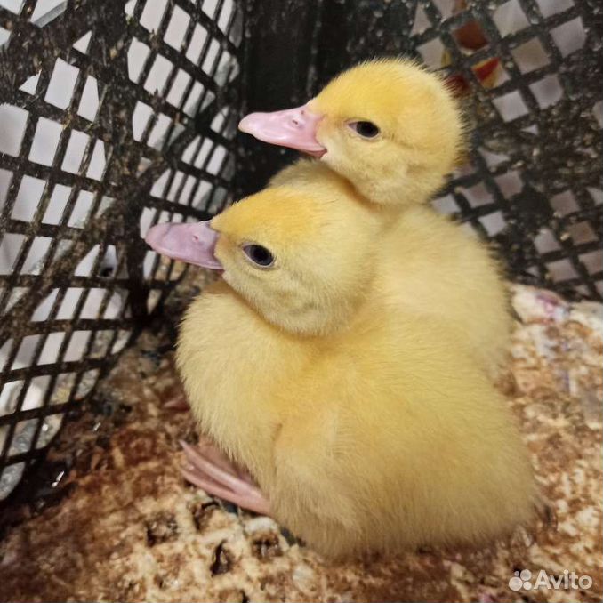 Утята индоутки