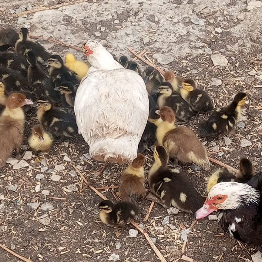 Утята дикой утки,индоутята