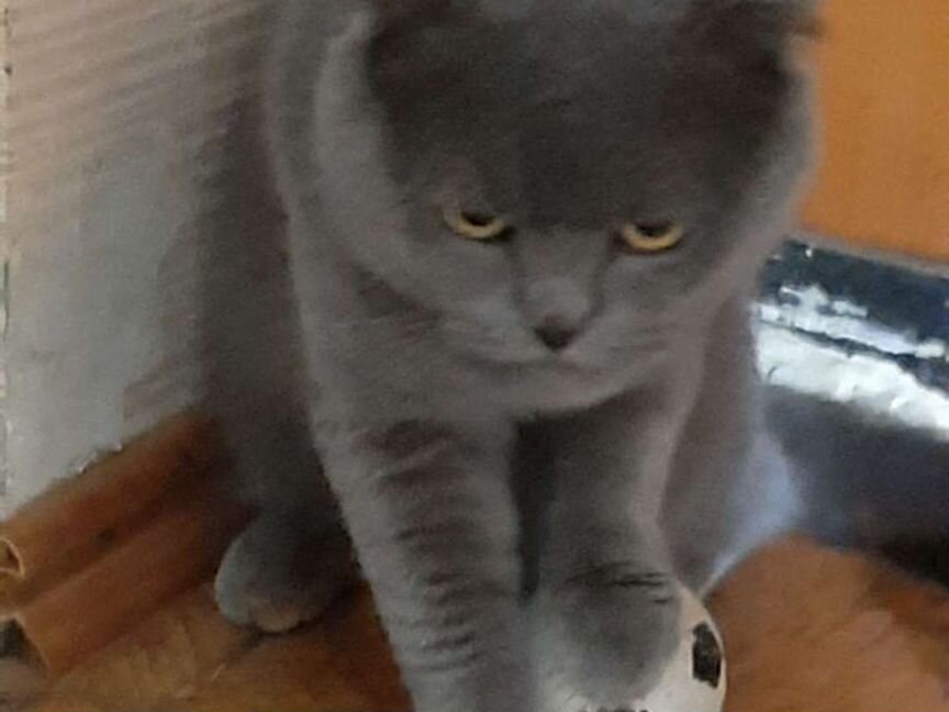 Британская