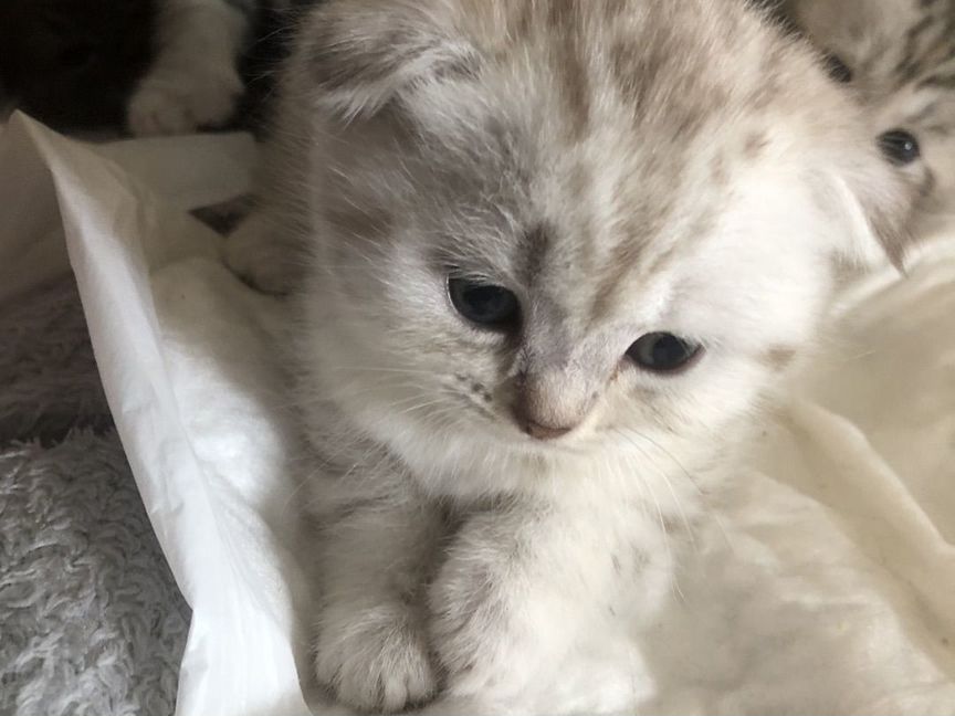 Шотландские котята