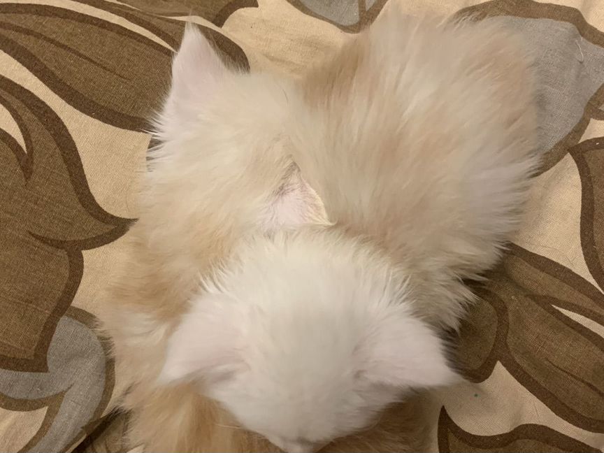 Котята чистокровные мейн кун