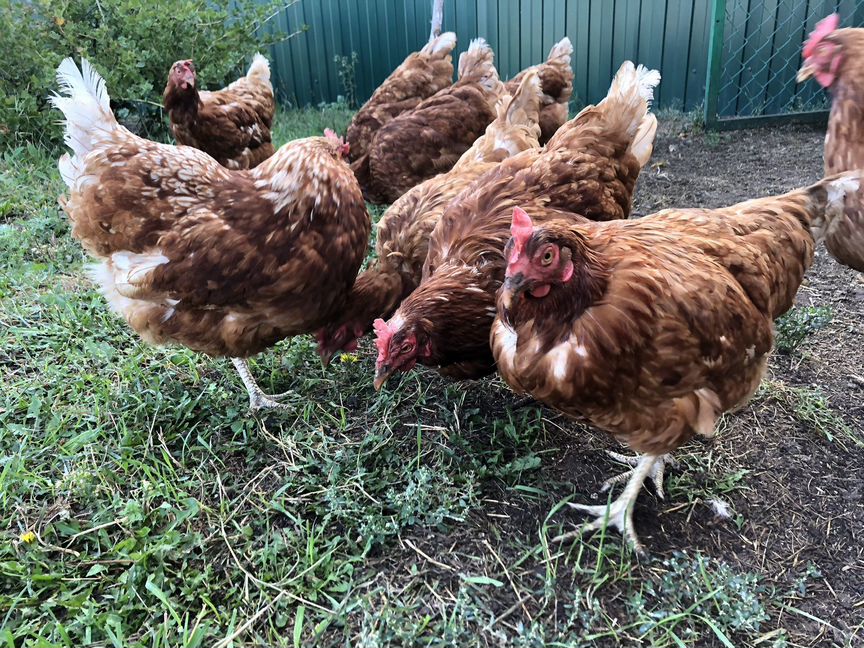 Куры несушки породы Родонит