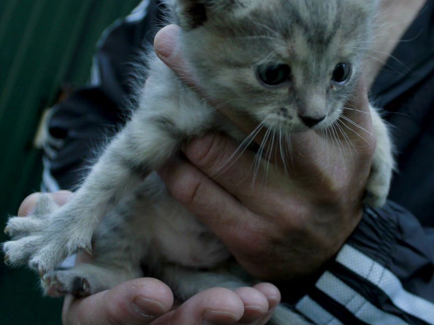 Котята в любящую семью