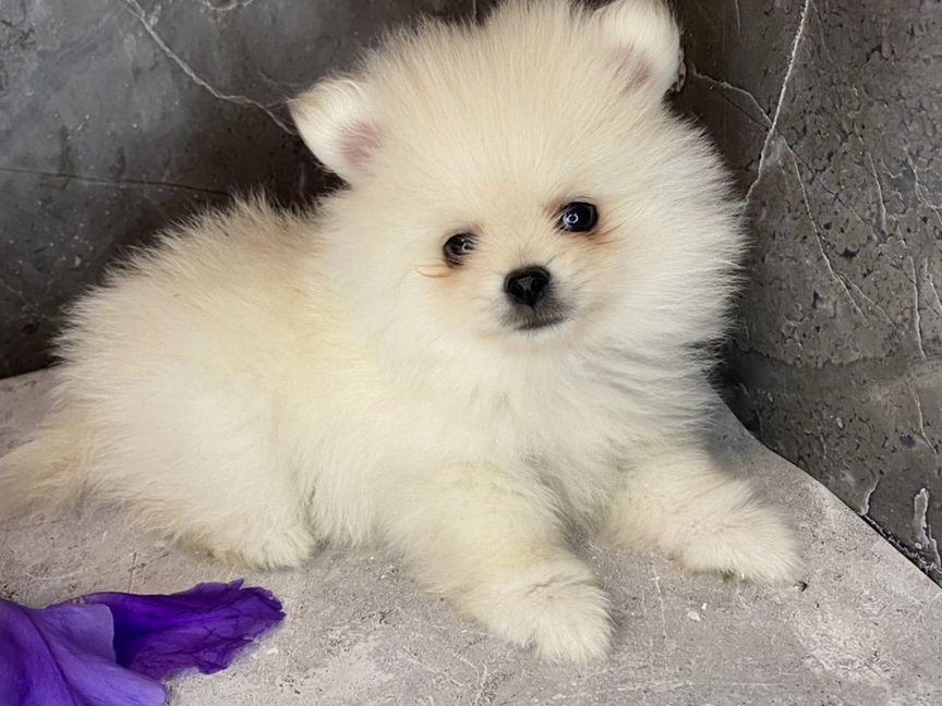 Померанский шпиц