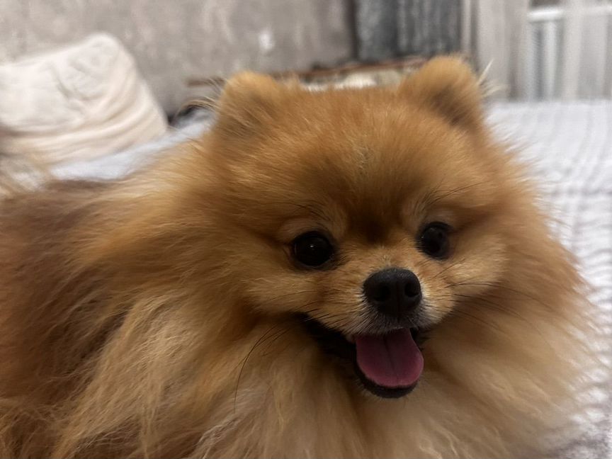 Померанский шпиц мини вязка