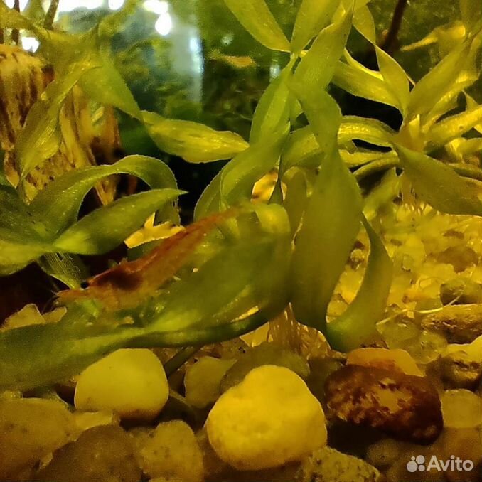 Креветки вишенки