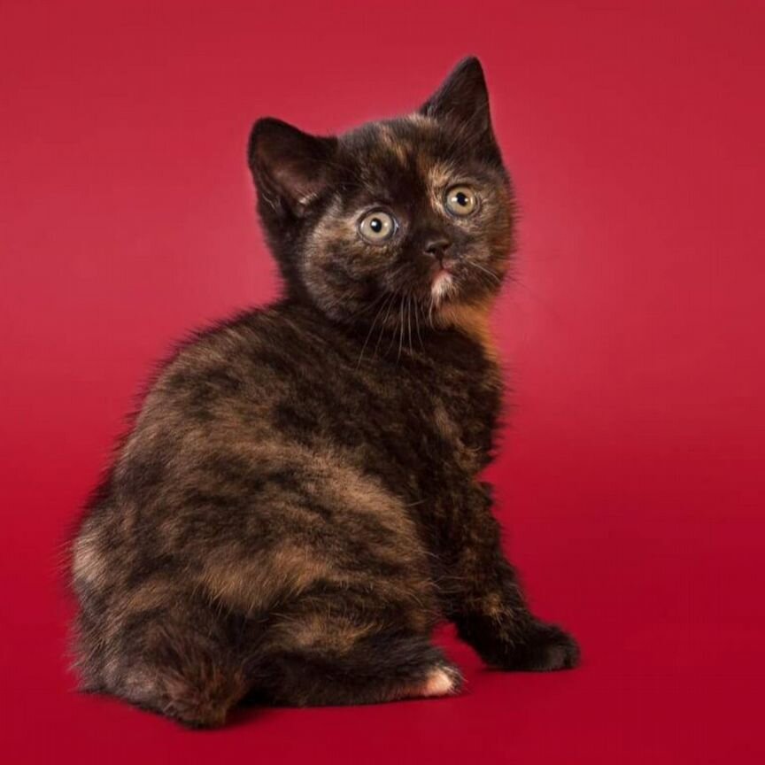 Котенок