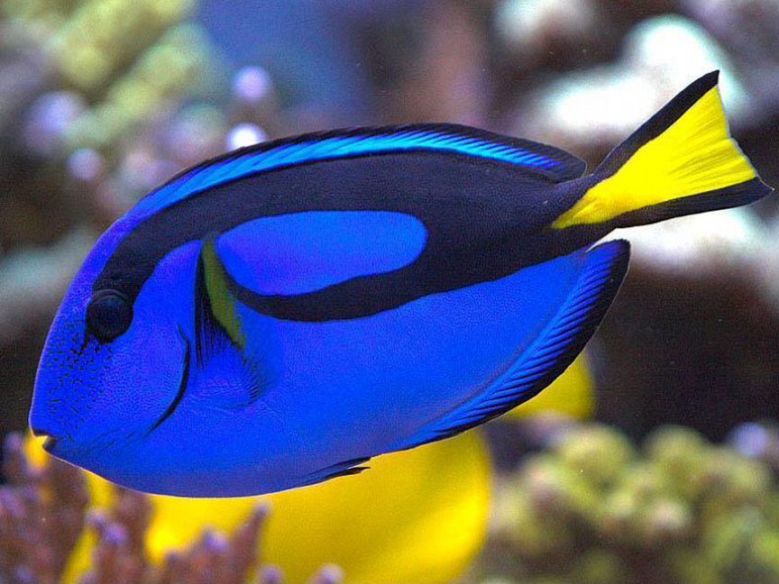 Рыбка Хирург голубой