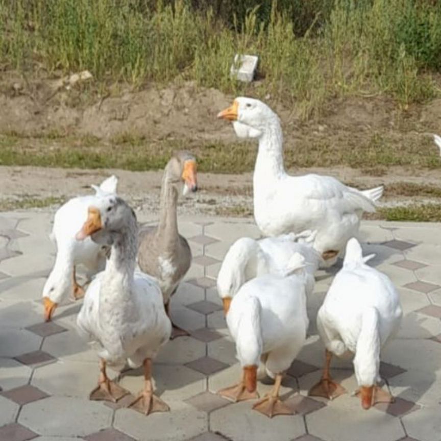 Холмогорские гуси