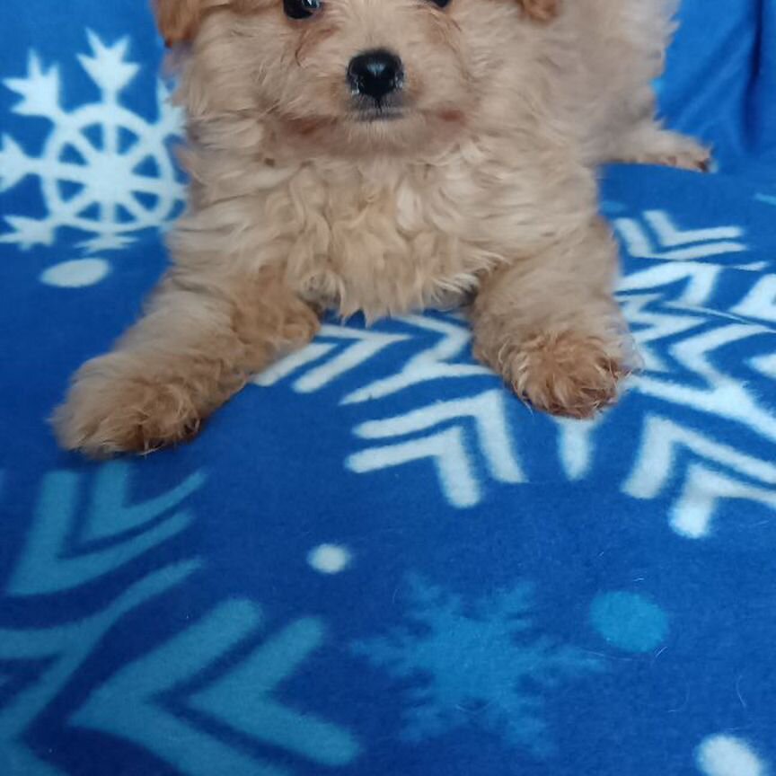 Мальтипу разные окрасы