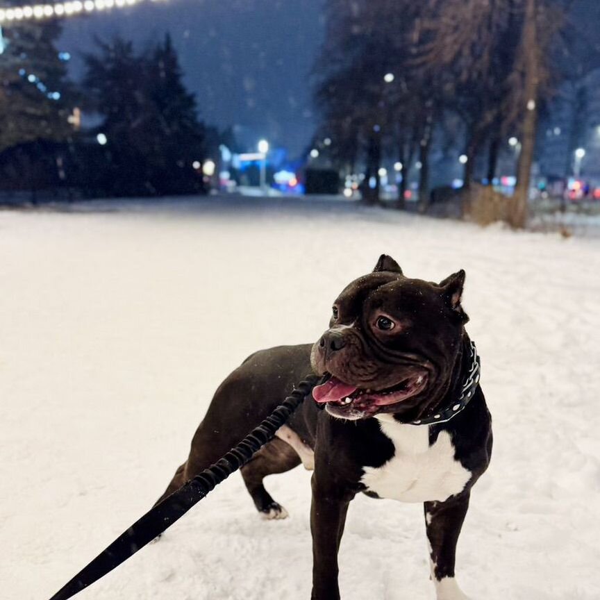 Продам ам булли