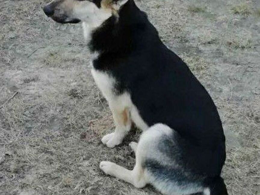 Ищем передержку или дом песику