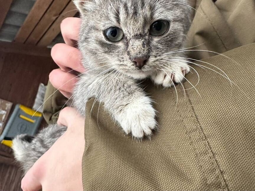 Котенок ручной ищет дом бесплатно