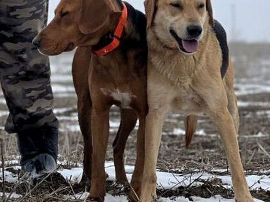 Гончие на вязку. Щенки