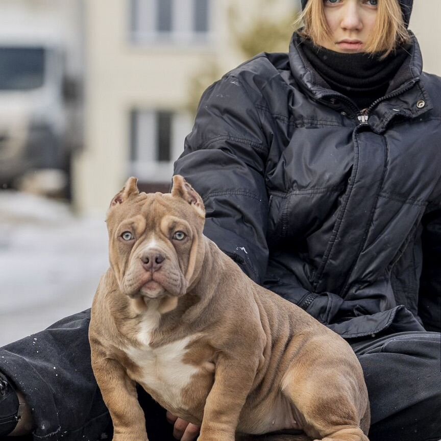 Американский булли девочка