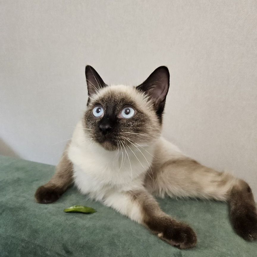 Котенок девочка