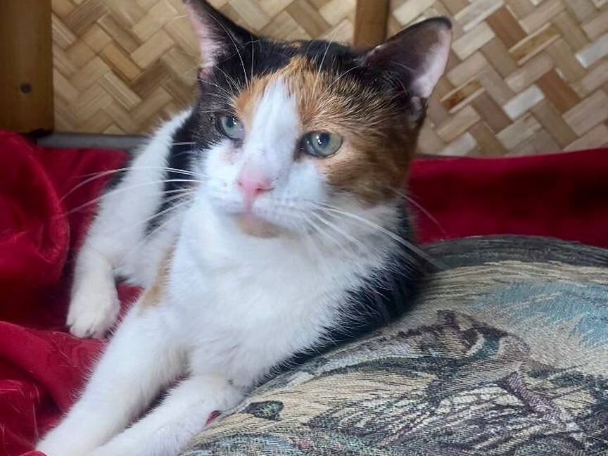 Трехцветка ищет дом