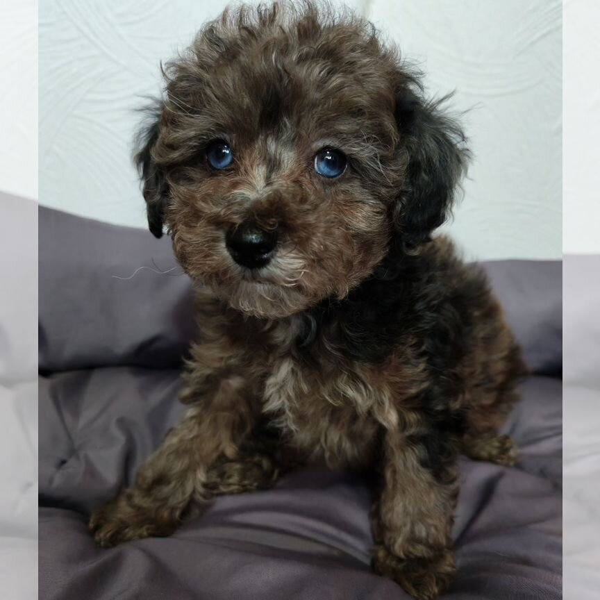 Мальтипу, щенок