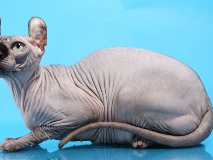 Черная эльфийка