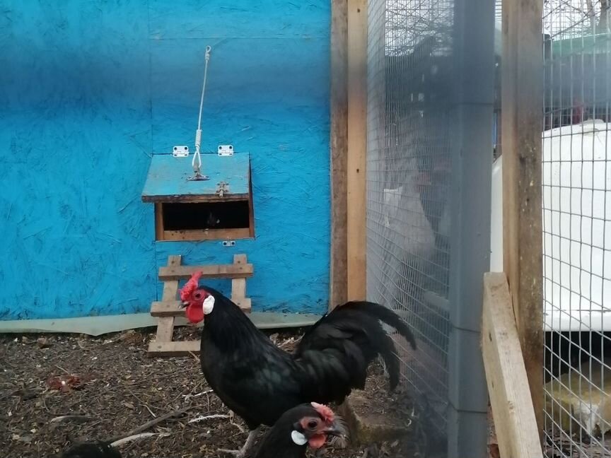 Молодые петухи