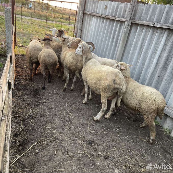 Продам барашек