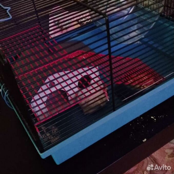 Клетка и джунгарик