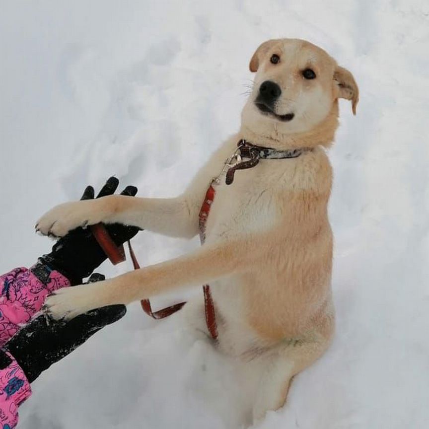 Ждет свой дом