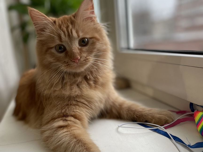 Кошечка