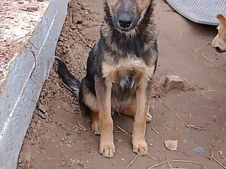 Щенок-звонок