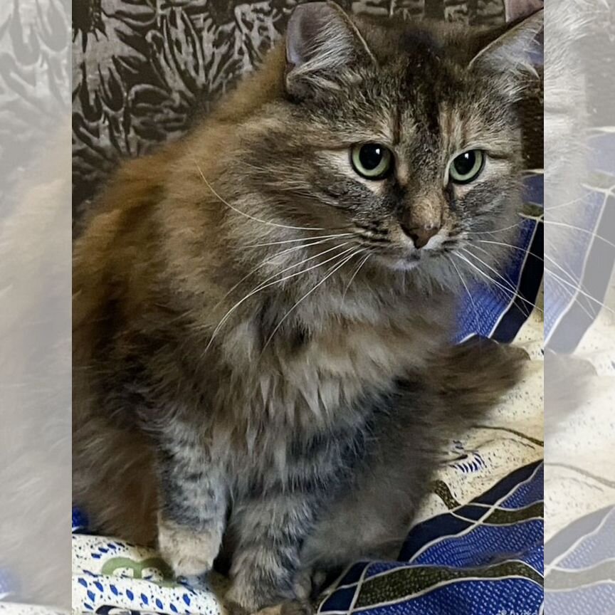 Взрослая, Девочка кошка в добрые руки