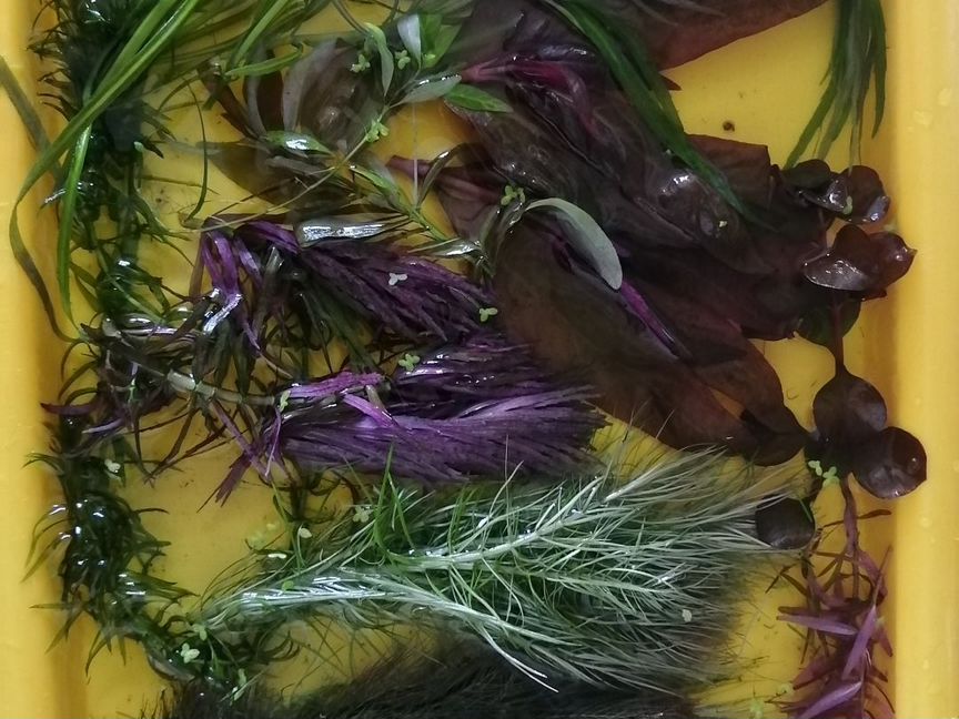 Аквариумная прополка