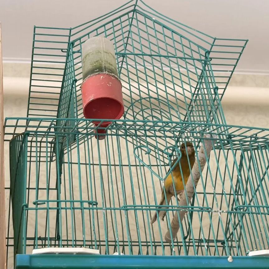 Кенар певчий