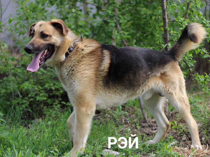 Собака в добрые руки