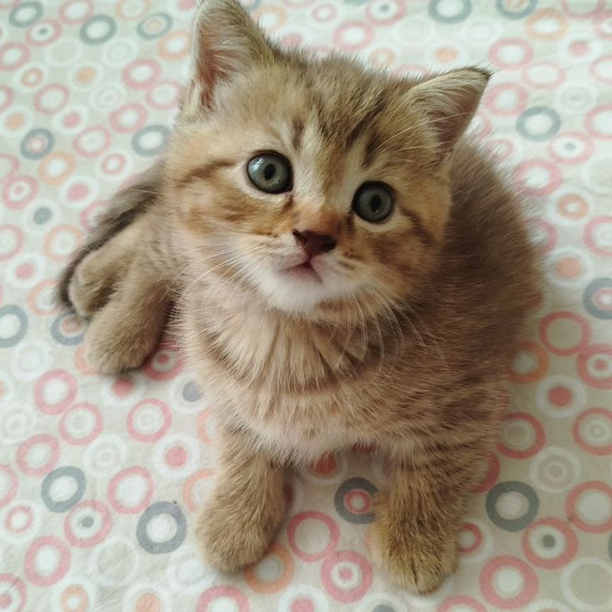 Шотландский прямоухий короткошёрстный котёнок