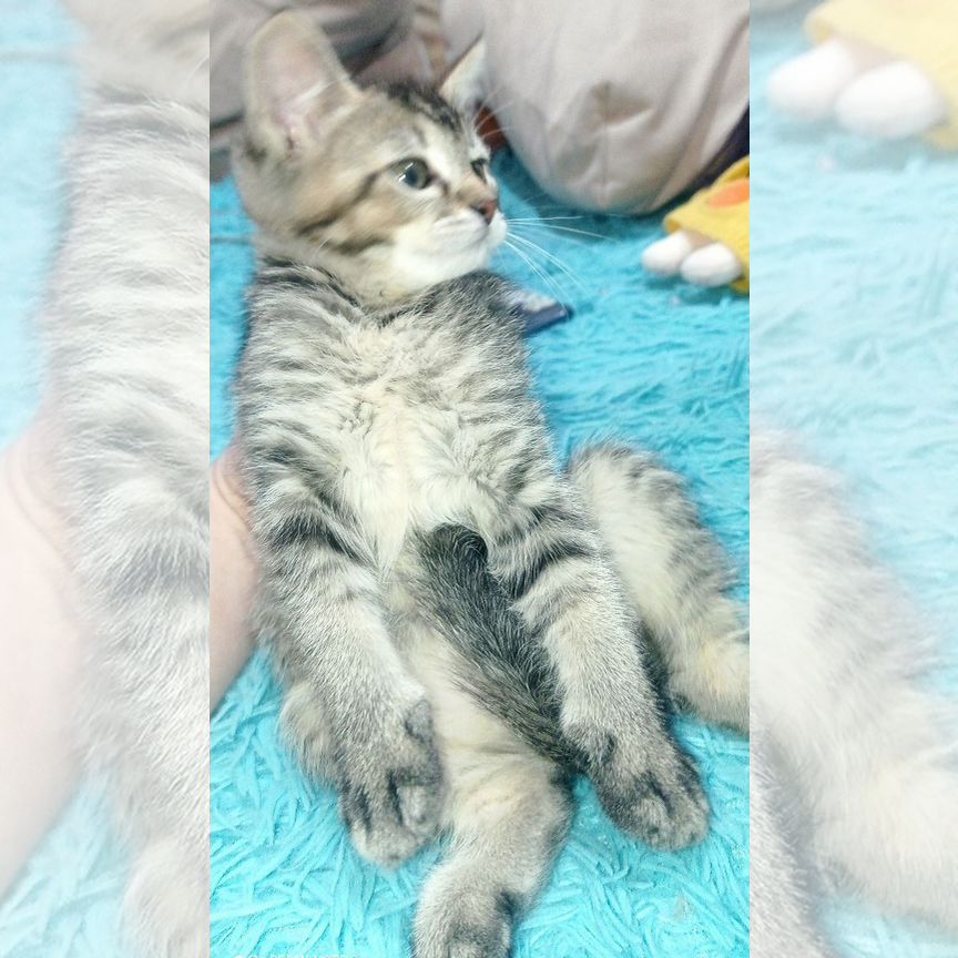 Котёнок в добрые руки