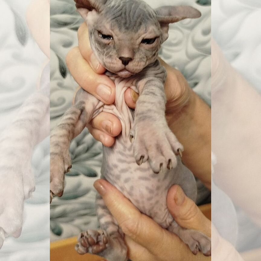 Донской сфинкс котёнок