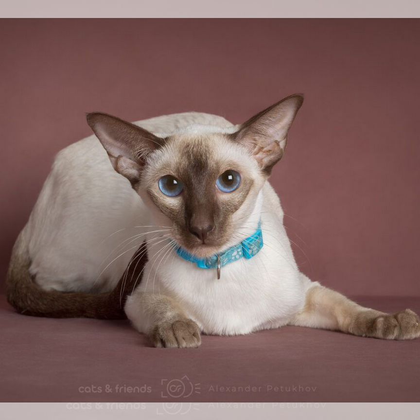 Ориентальная принцесса