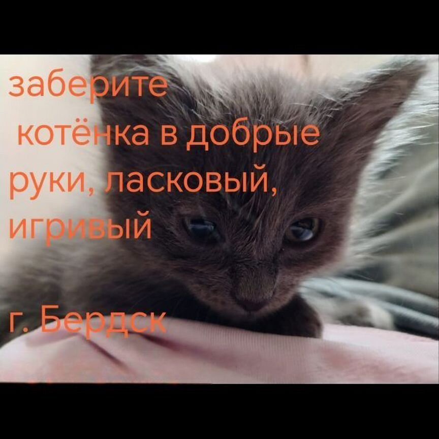 Котята