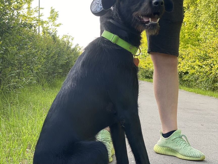 Собака в добрые руки