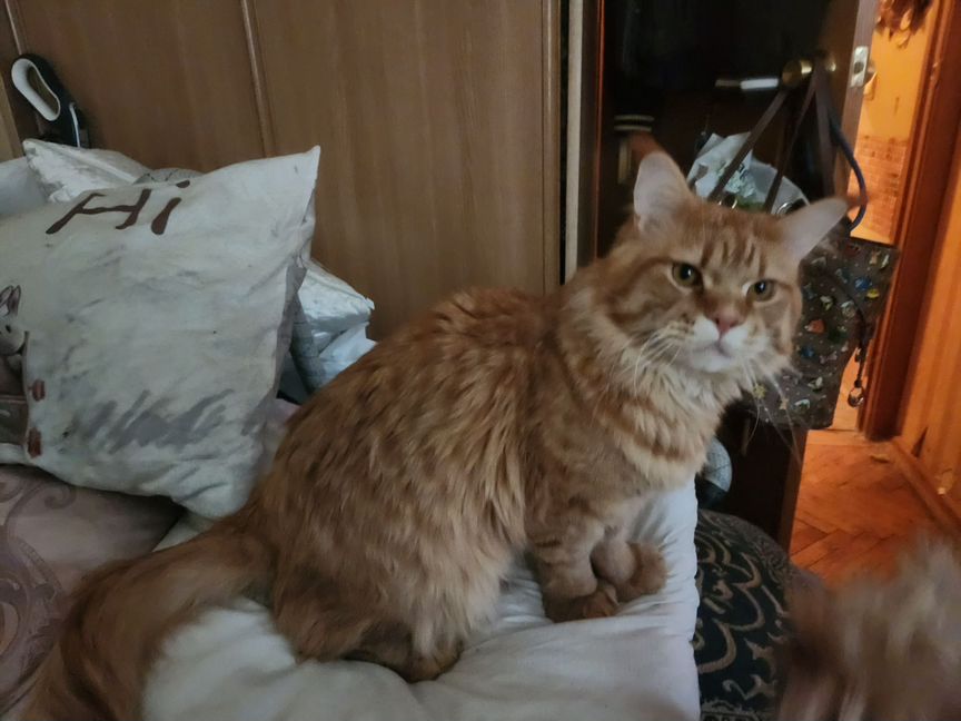 Мэйн кун полидакт бесплатно