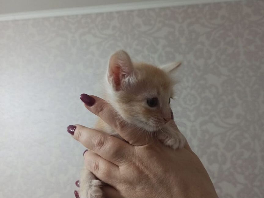 Кошка беленькая.персик мальчик.отдаем