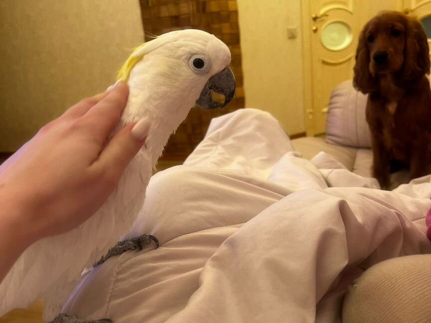 Попугай какаду