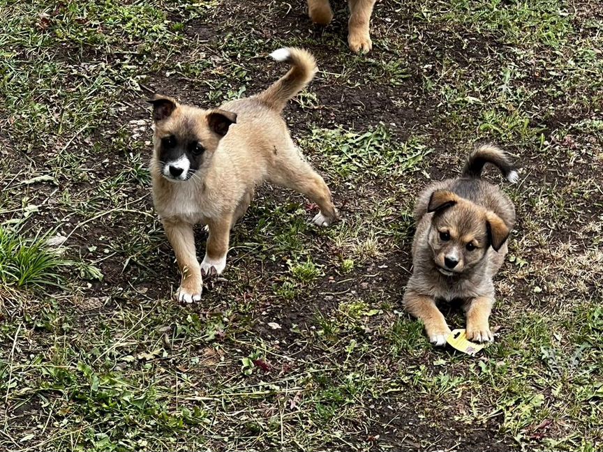 Щенки девочки