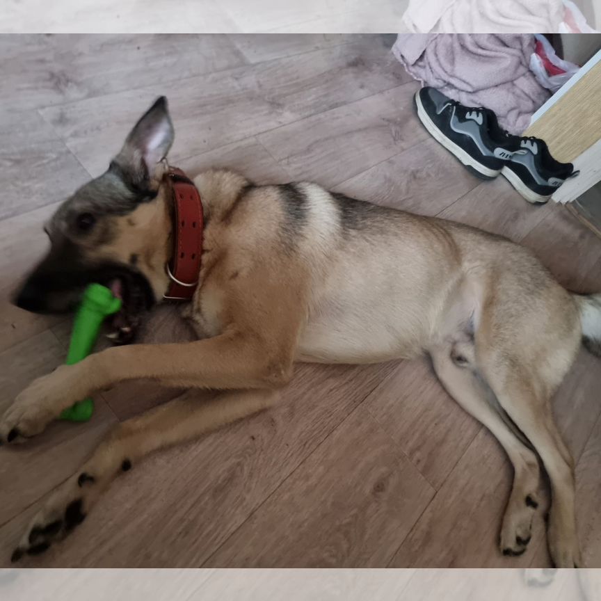 Бельгийская овчарка, взрослый пёс