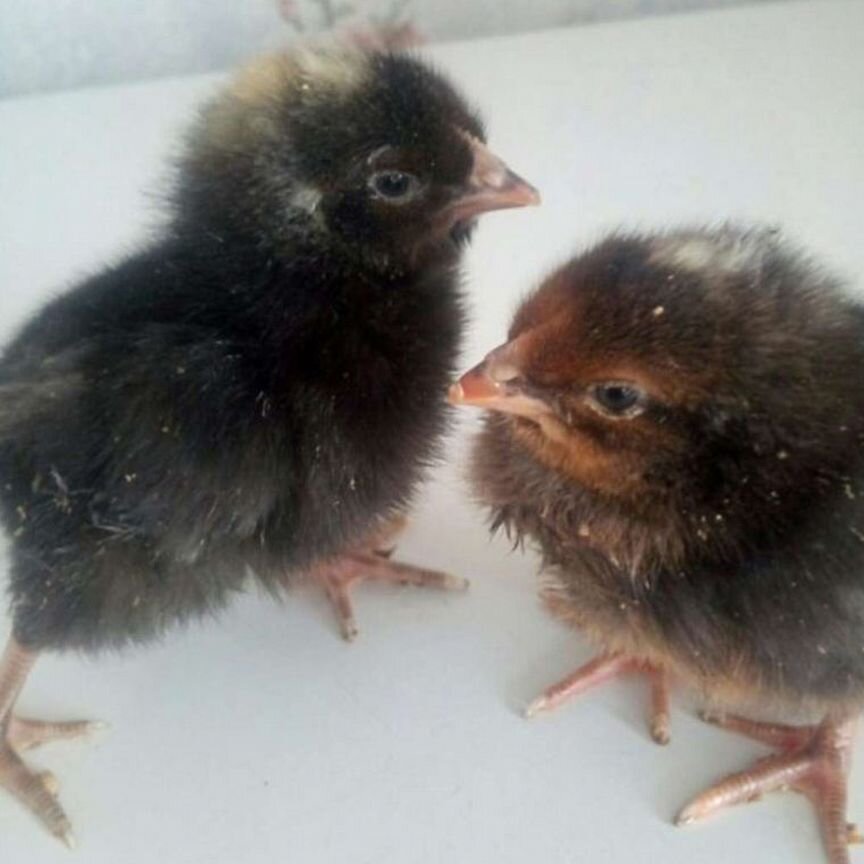 Куры цыплята продажа