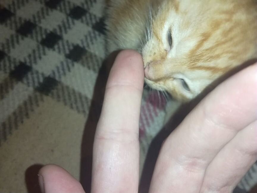 Рыжий котенок мальчик