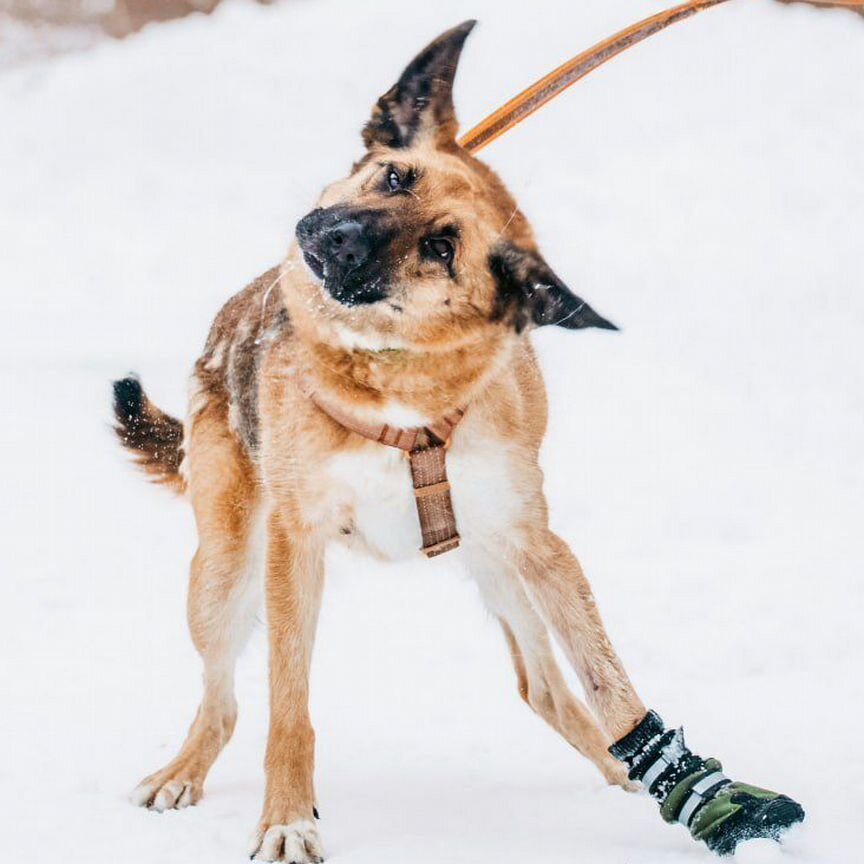 Взрослая собака в добрые руки
